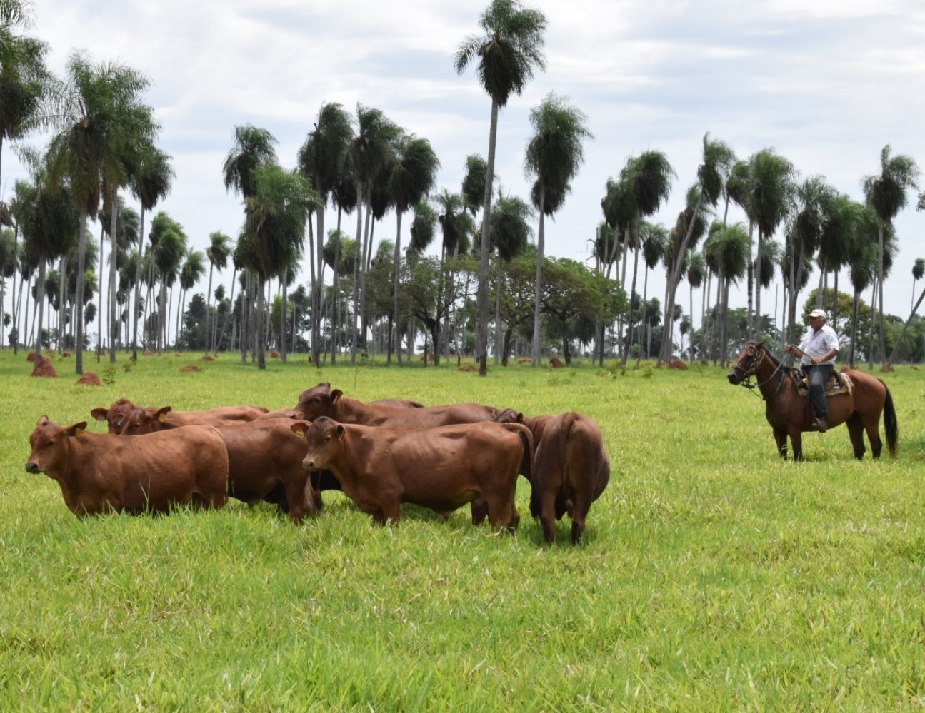La Asamblea de la FARM se enfocó en las trabas paraarancelarias y el ...