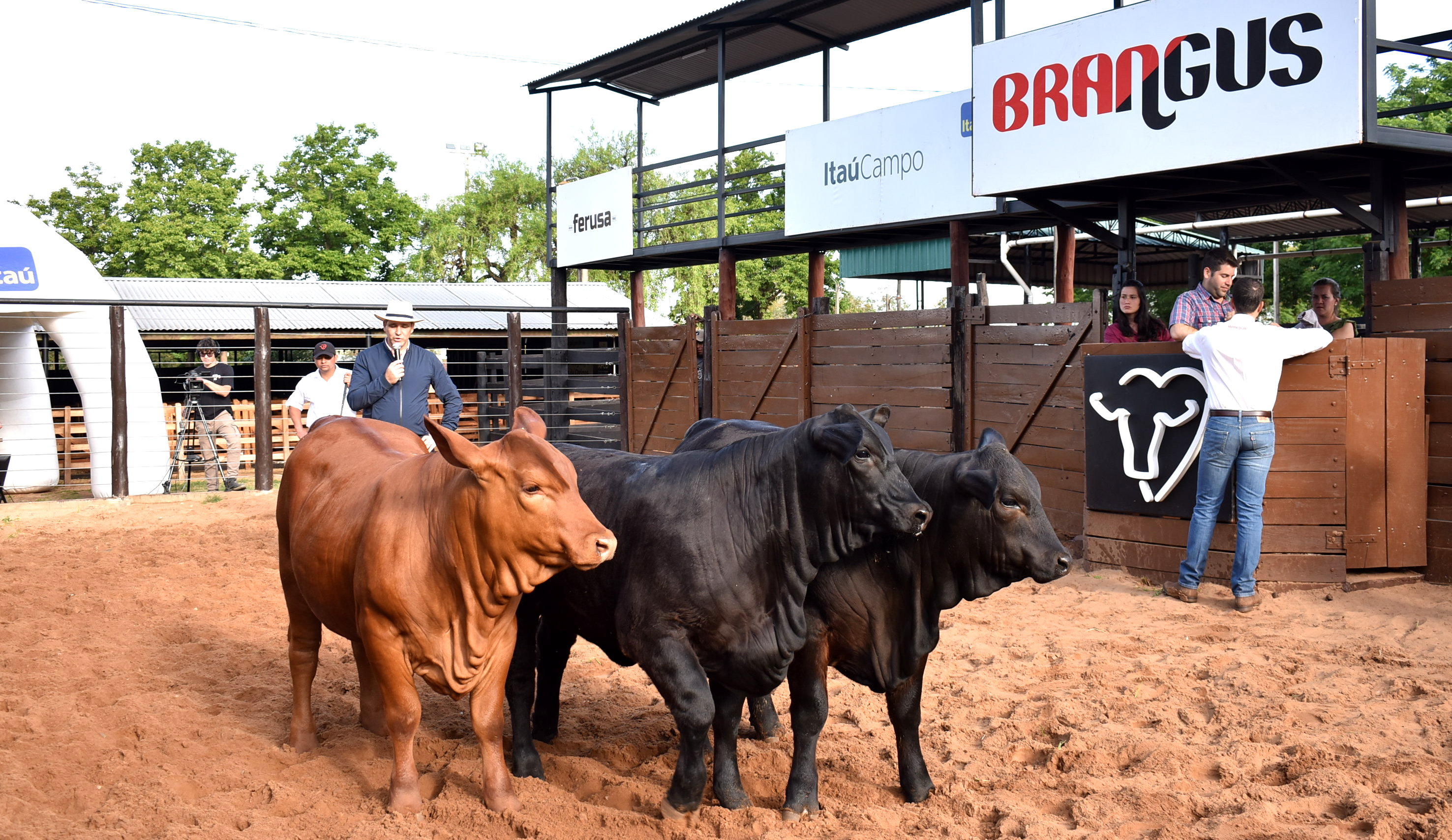 Los Brangus Junior dieron un inicio brillante a la jura de la Nacional ...